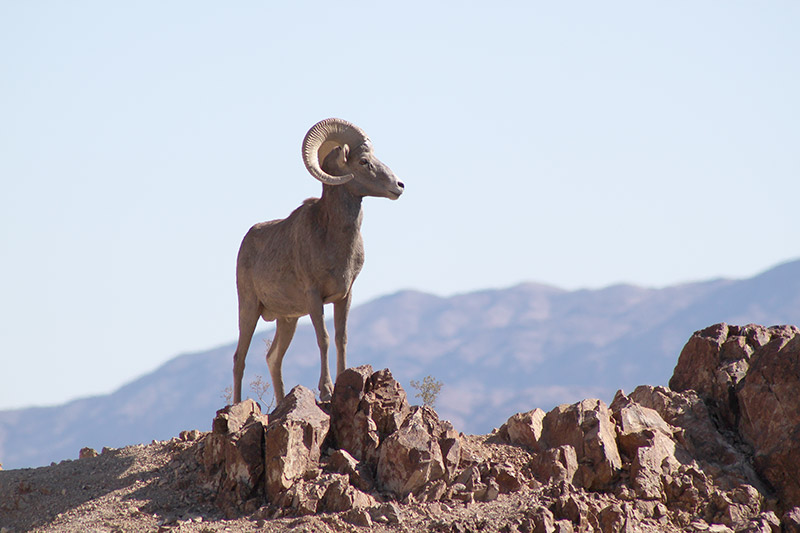 Enjoy the Wildlife of the Great Indoors | Reno, Nevada