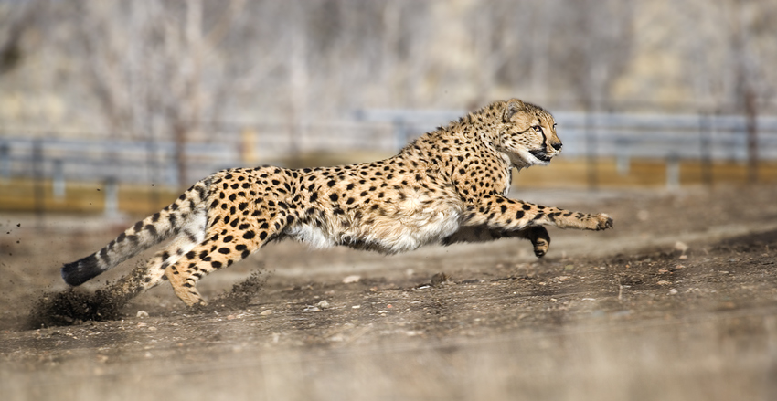 Animal Ark Cheetah 500 race | Animal Ark Wildlife Sanctuary | Nevada Events