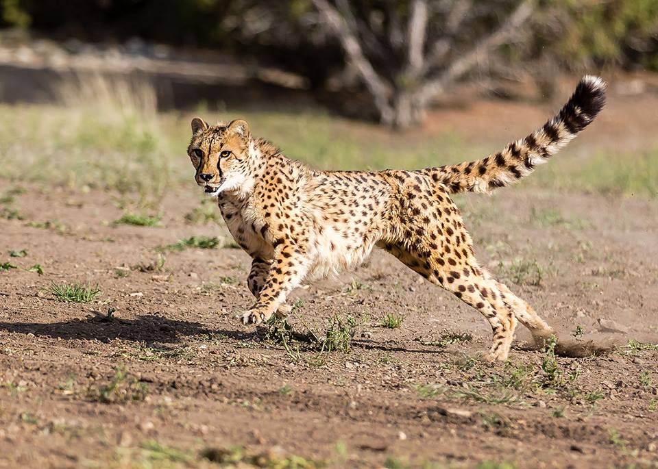 Animal Ark High Speed Cheetah Dash | Animal Ark Wildlife Sanctuary ...