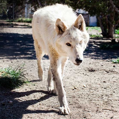 Animal Ark Wolf Howl Night | Animal Ark Wildlife Sanctuary | Nevada Events