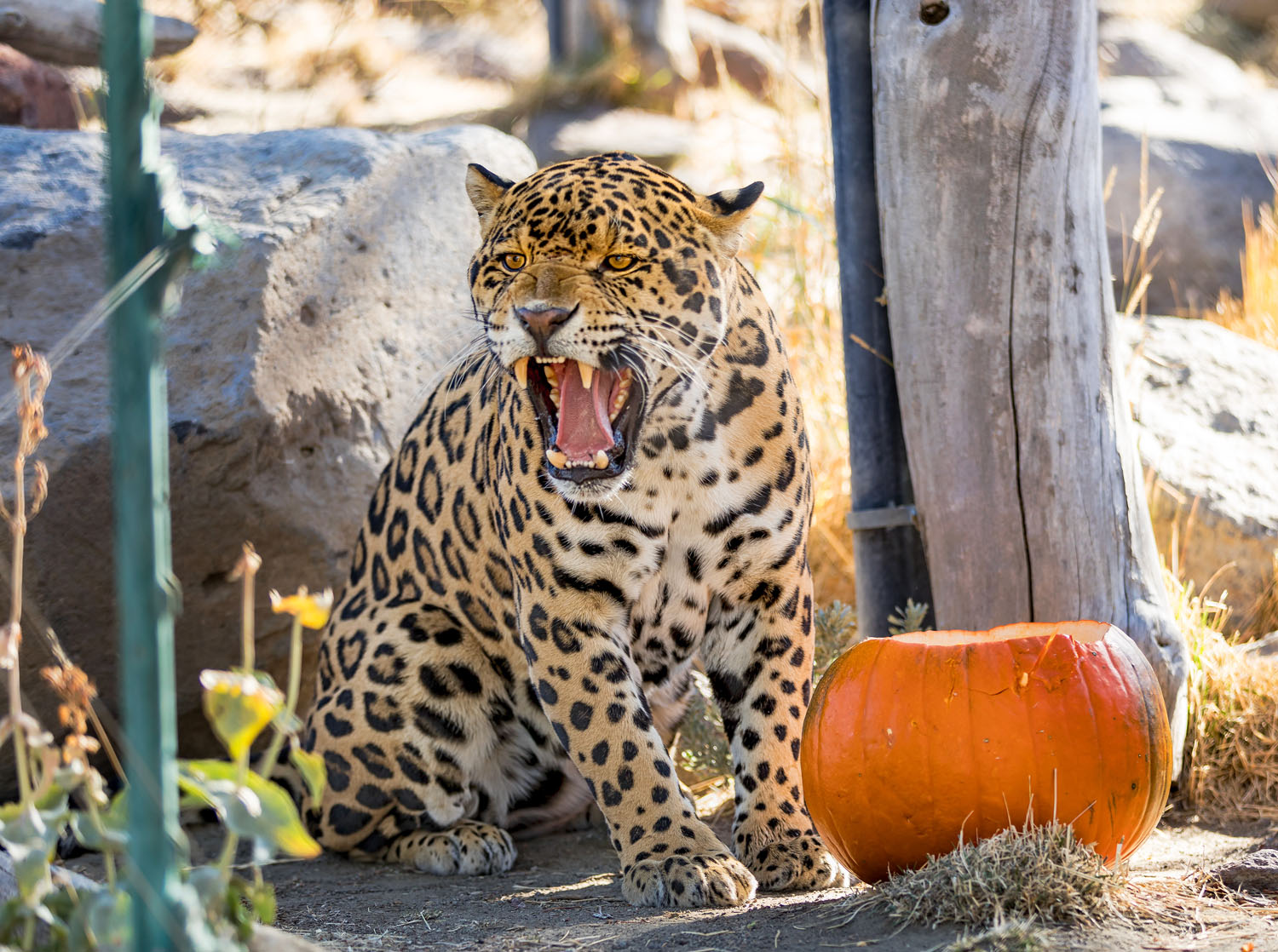 The Animal Ark Harvest Festival | Animal Ark Wildlife Sanctuary ...