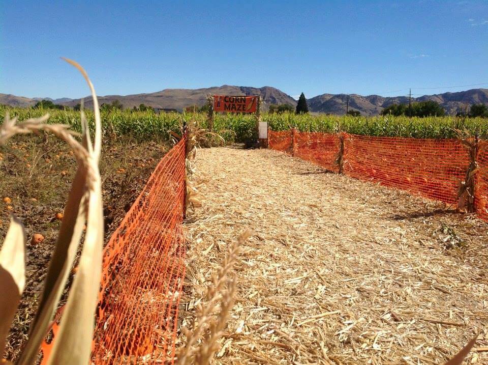 Corn Maze | Ferrari Farms Pumpkin Patch | Nevada Things To Do