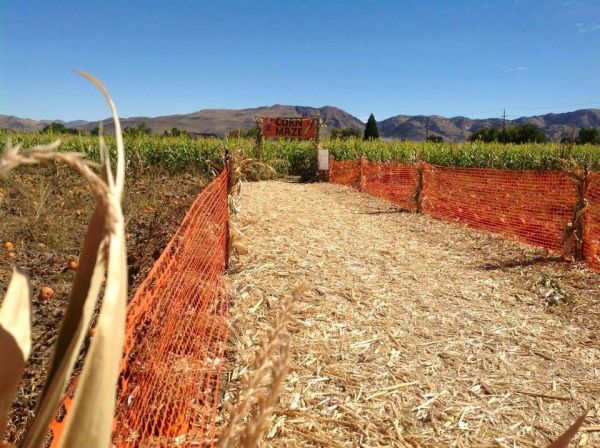 Corn Maze | Ferrari Farms Pumpkin Patch | Nevada Things To Do